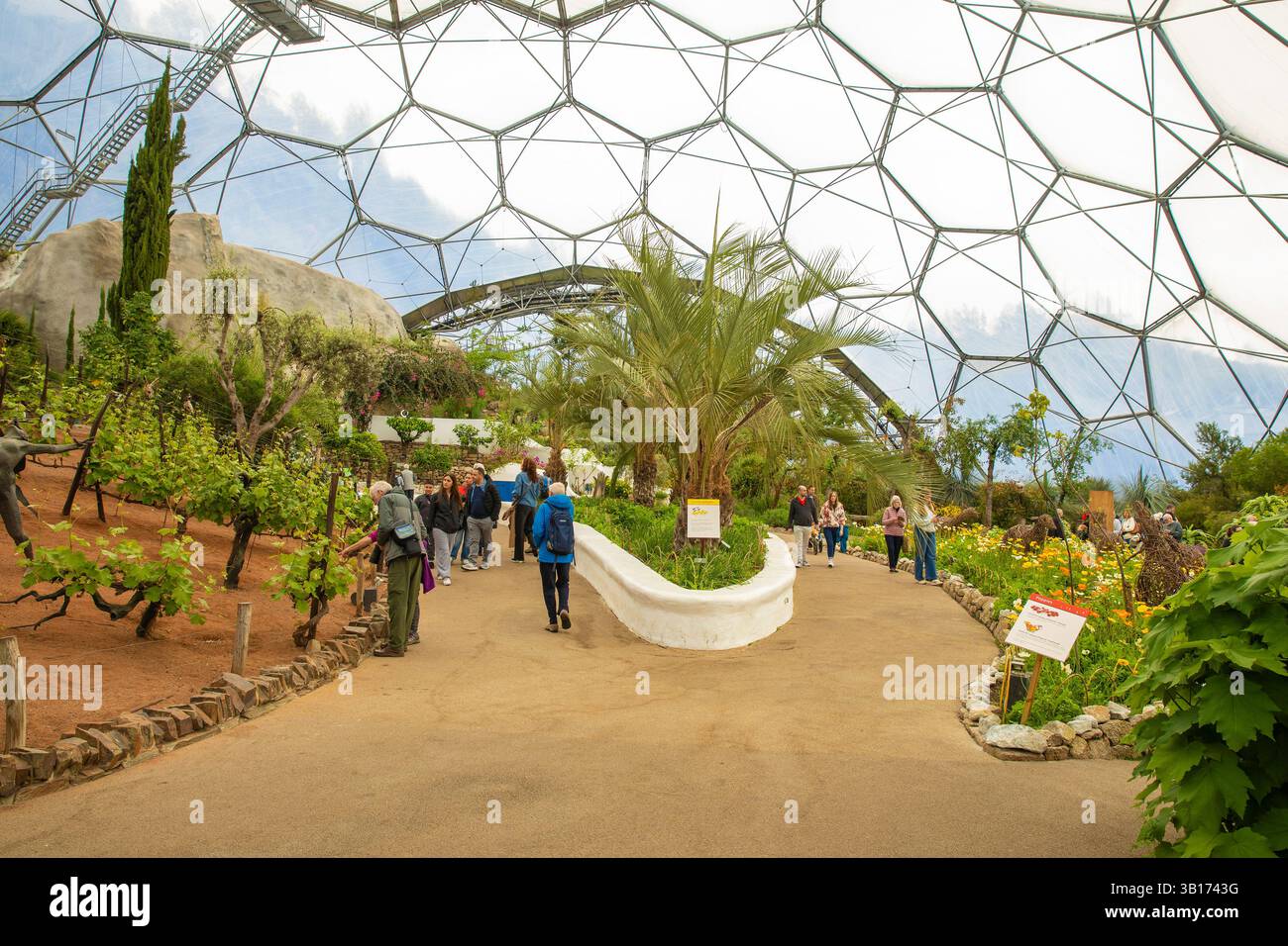 Mediterranean Biome Eden project Cornwall Stock Photo - Alamy
