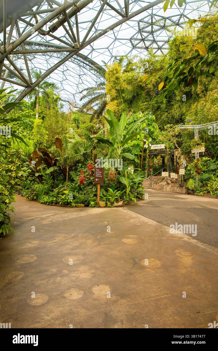 Rainforest Biome Eden Project Cornwall Stock Photo - Alamy