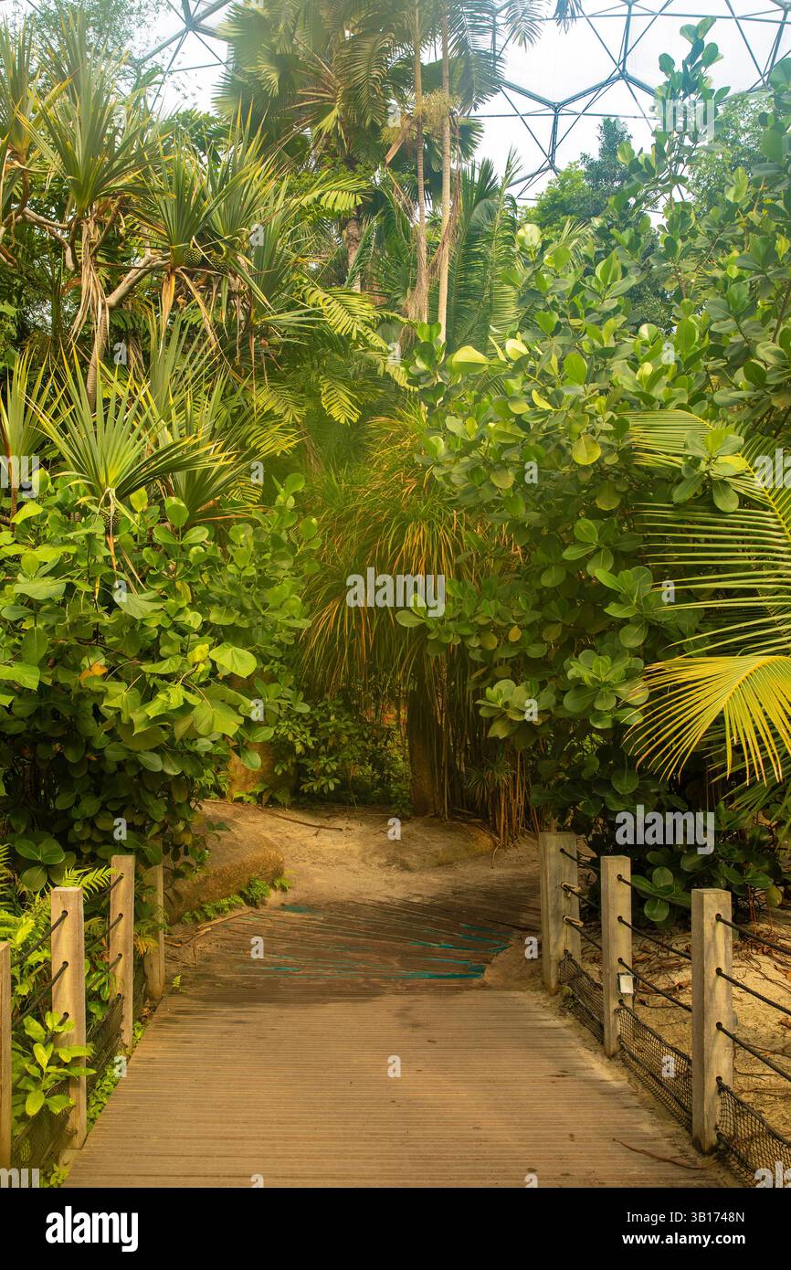 Rainforest Biome Eden Project Cornwall Stock Photo - Alamy