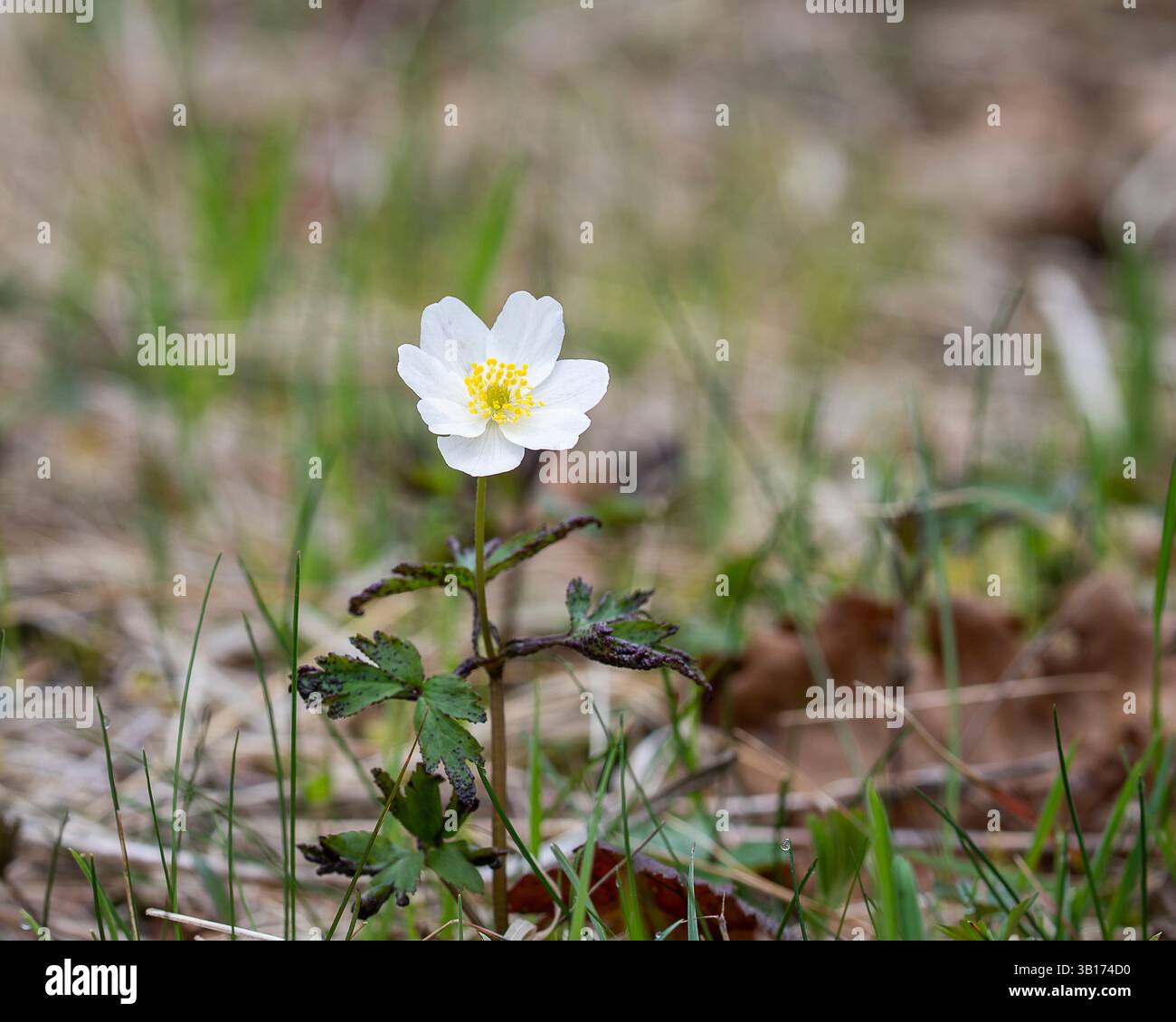 Wood Anemone: An Ancient Woodland Indicator Species. Wood Anemones in a ...