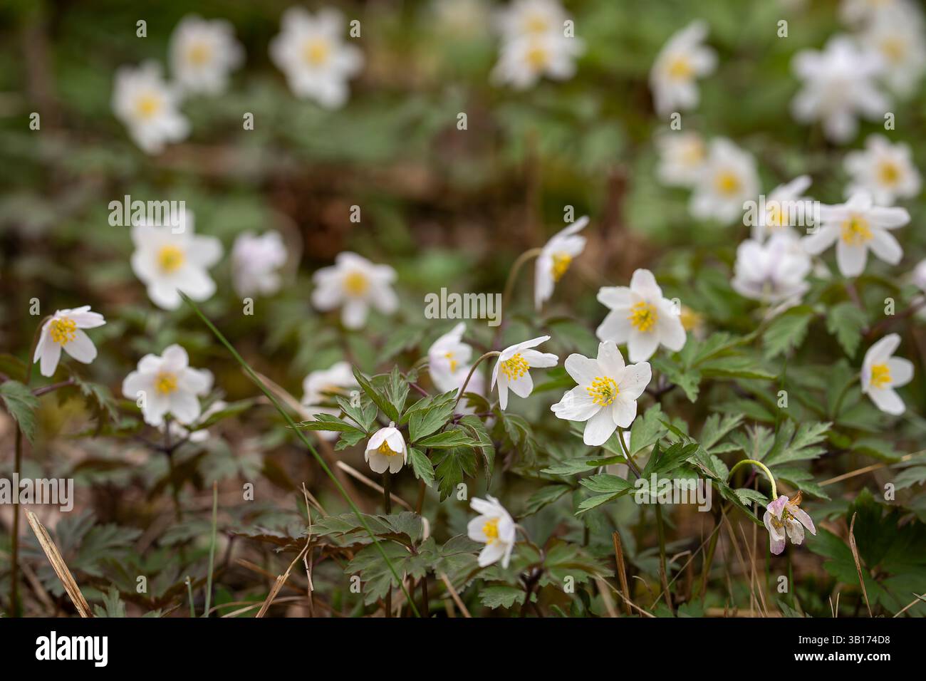 Wood Anemone: An Ancient Woodland Indicator Species. Carpet of Wood ...