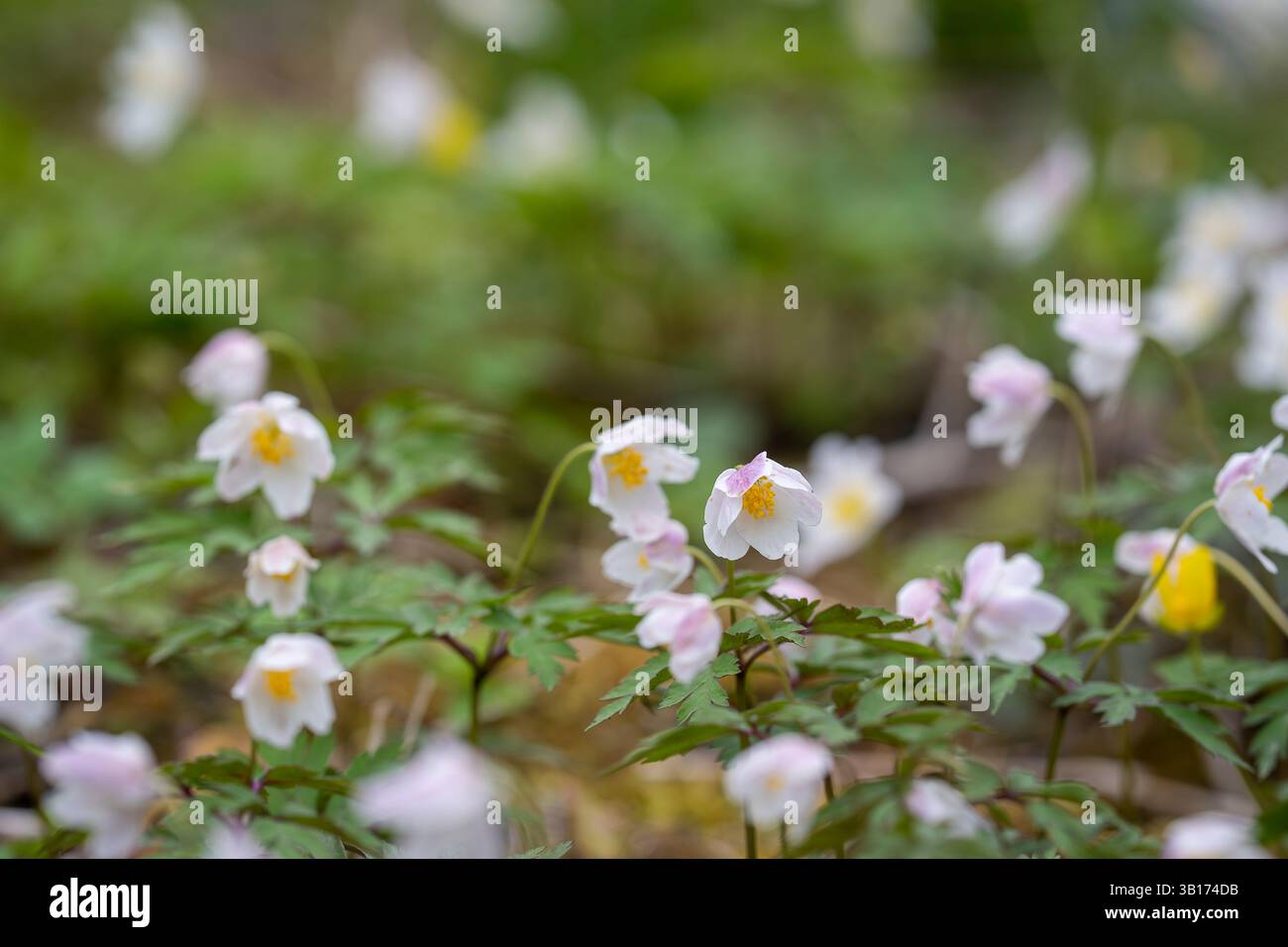 Wood Anemone: An Ancient Woodland Indicator Species. Carpet of Wood ...