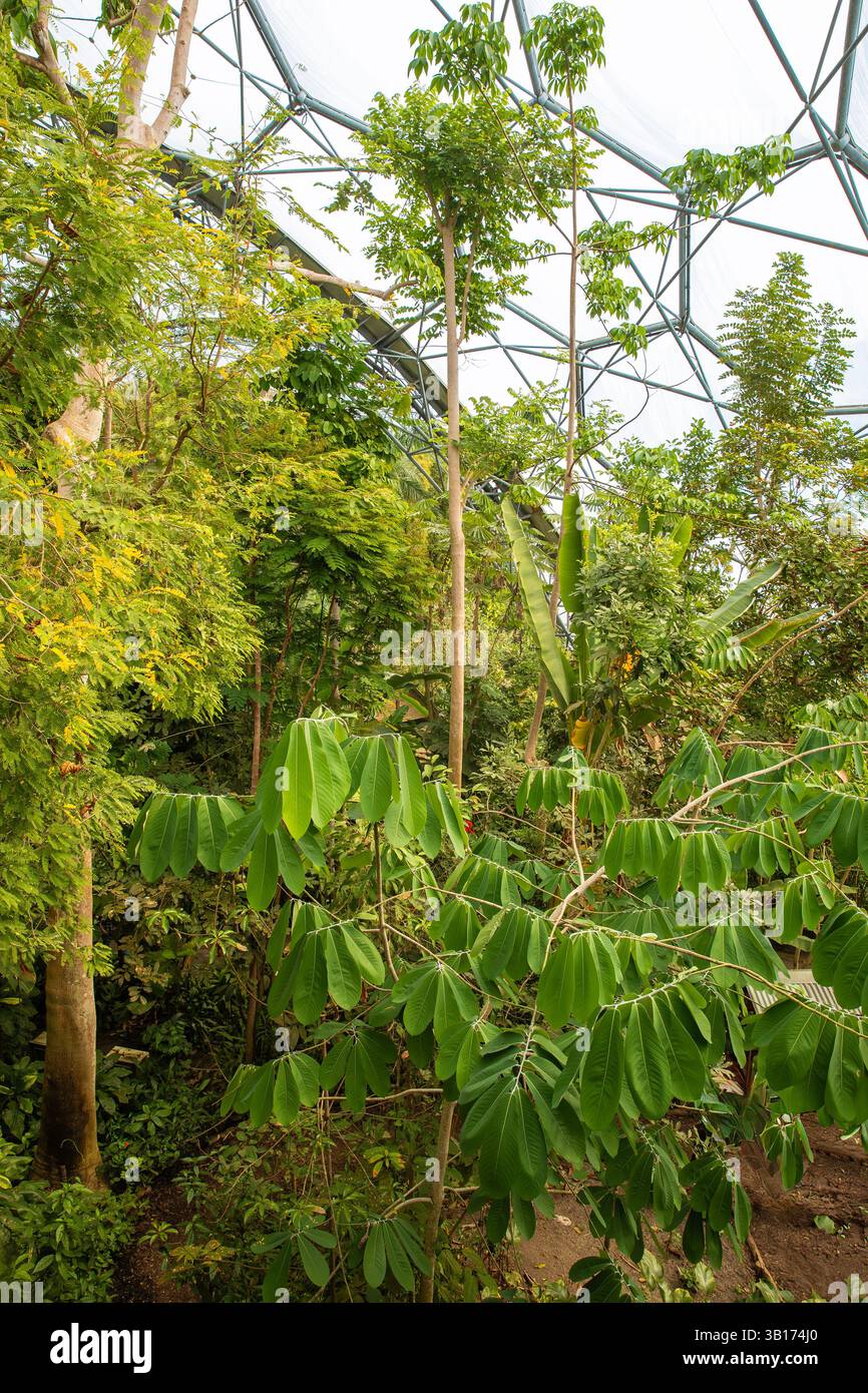 Rainforest Biome Eden Project Cornwall Stock Photo - Alamy