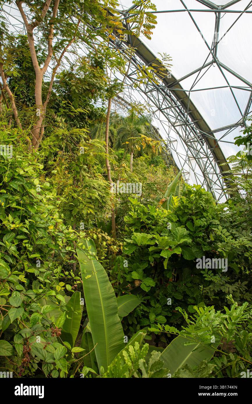 Rainforest Biome Eden Project Cornwall Stock Photo - Alamy