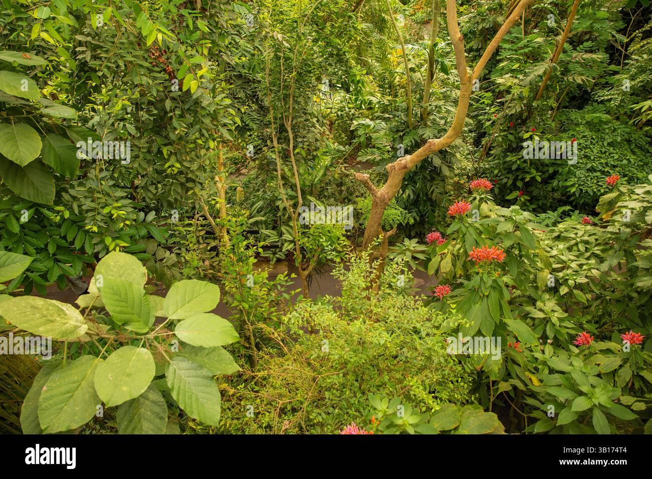 Rainforest Biome Eden Project Cornwall Stock Photo - Alamy