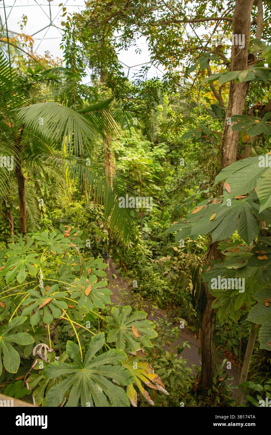 Rainforest Biome Eden Project Cornwall Stock Photo - Alamy
