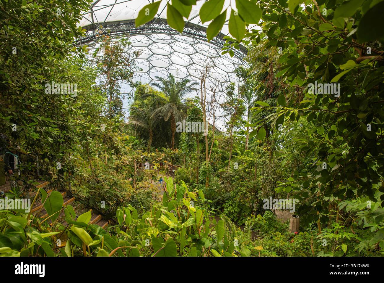 Rainforest Biome Eden Project Cornwall Stock Photo - Alamy