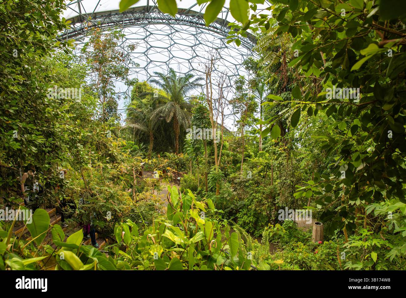 Rainforest Biome Eden Project Cornwall Stock Photo - Alamy