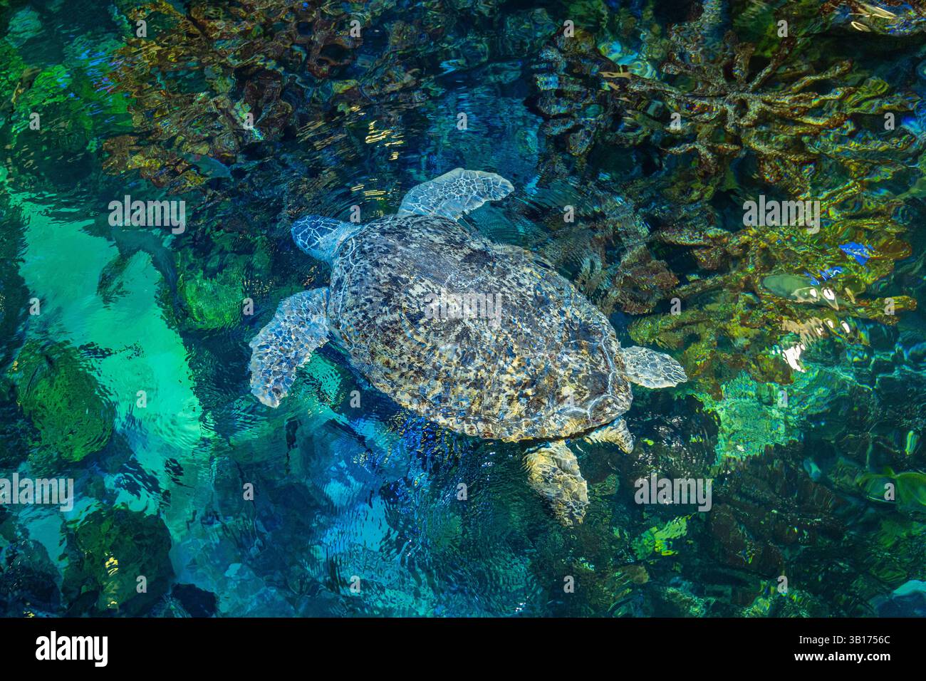 Boston, MA, US-April 16, 2025: Large turtle swimming in the New England ...