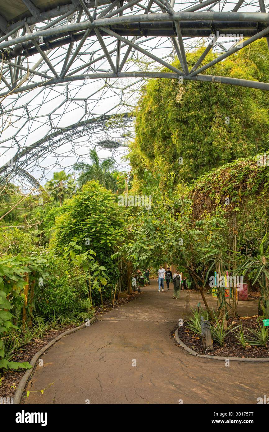 Rainforest Biome Eden Project Cornwall Stock Photo - Alamy