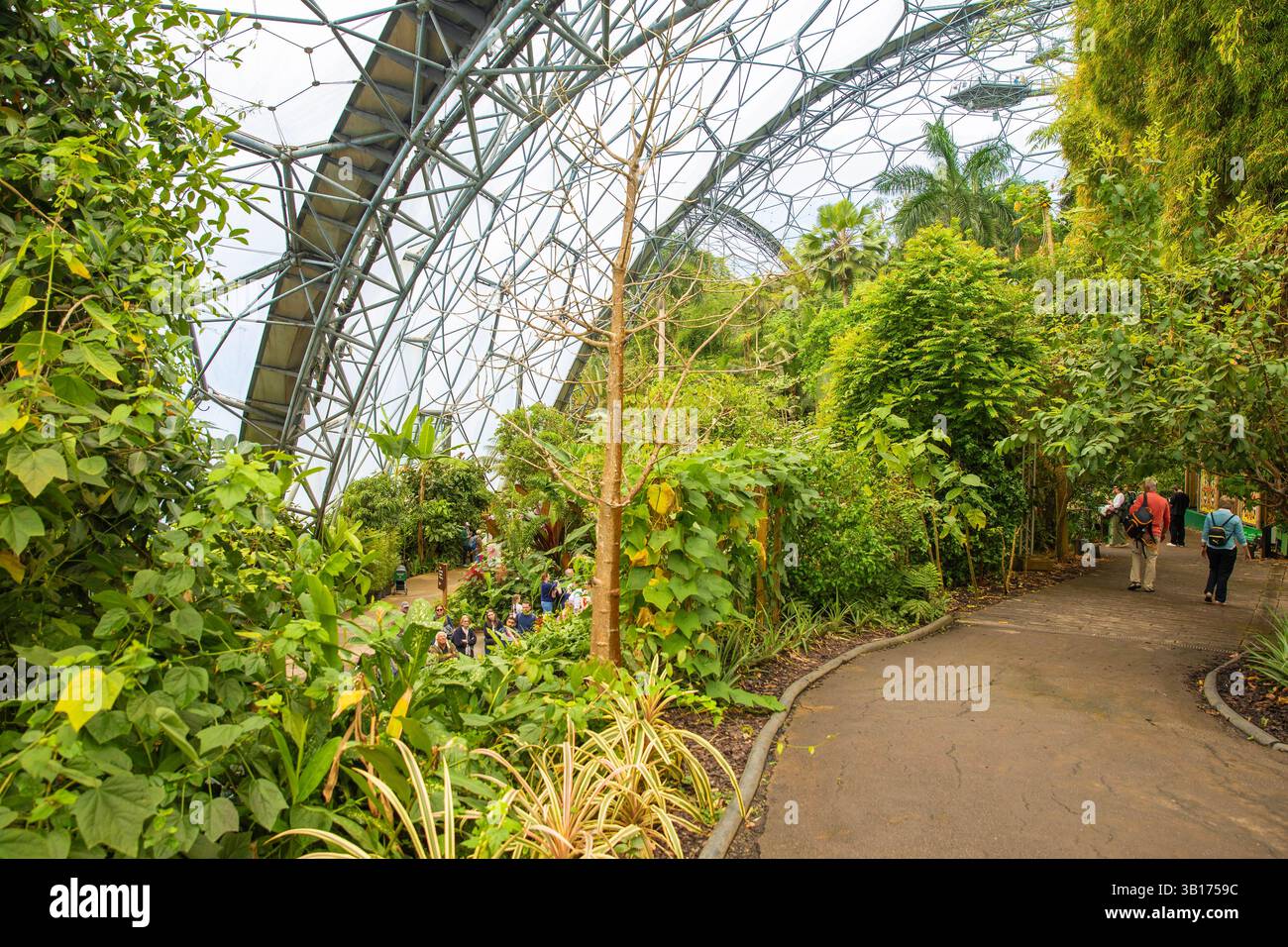 Rainforest Biome Eden Project Cornwall Stock Photo - Alamy