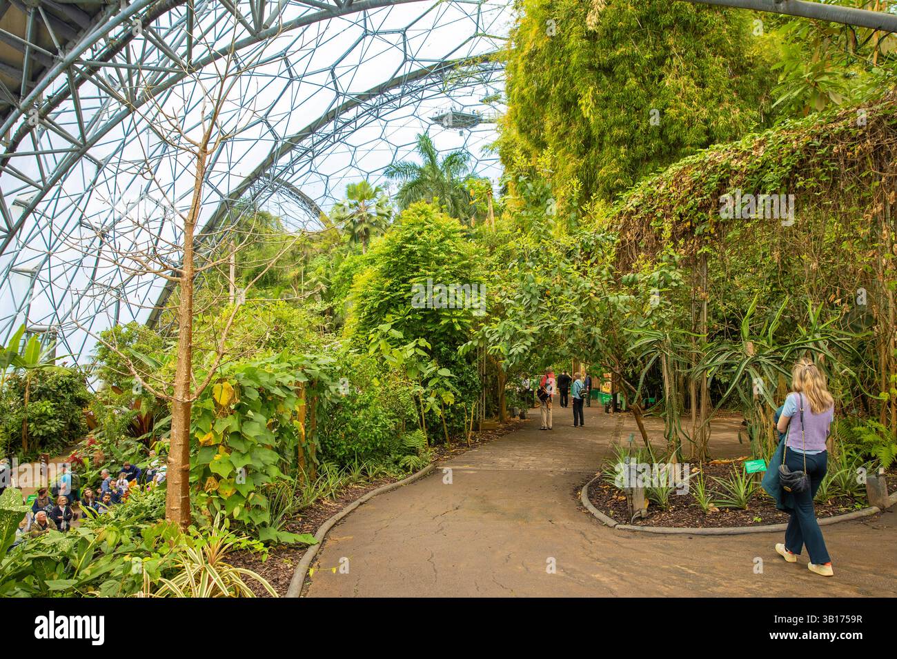 Rainforest Biome Eden Project Cornwall Stock Photo - Alamy