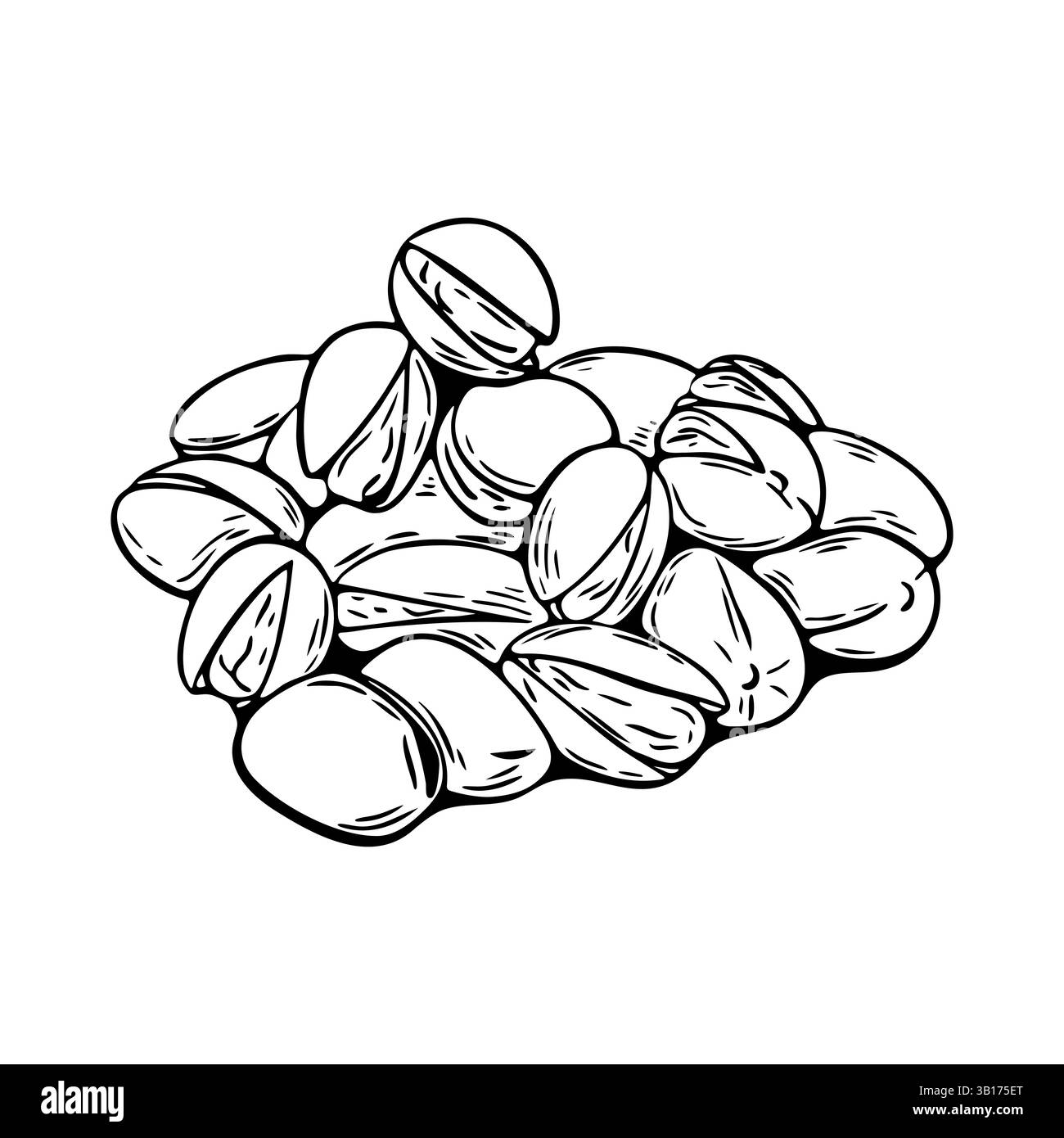 Hand drawn pistachio nut cluster in sketch style without color ...