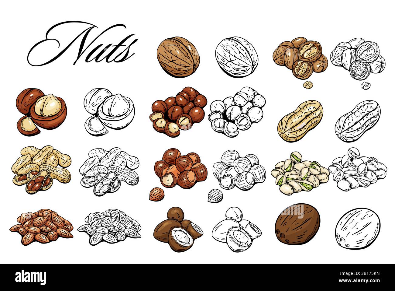Set of various nuts in hand drawn style, including colored and outline ...