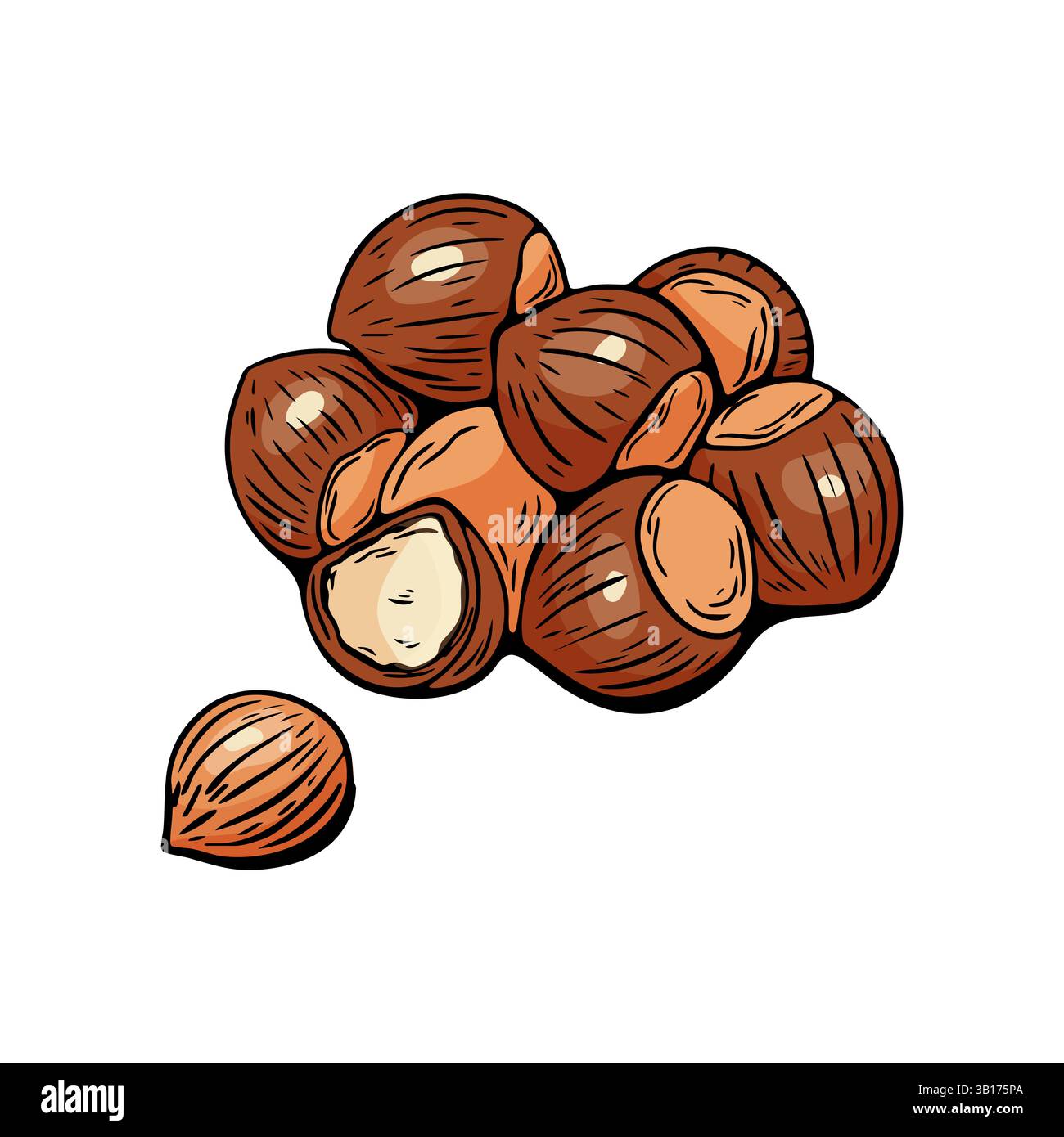 Cluster of hazelnuts in color vector style. Great for food branding ...