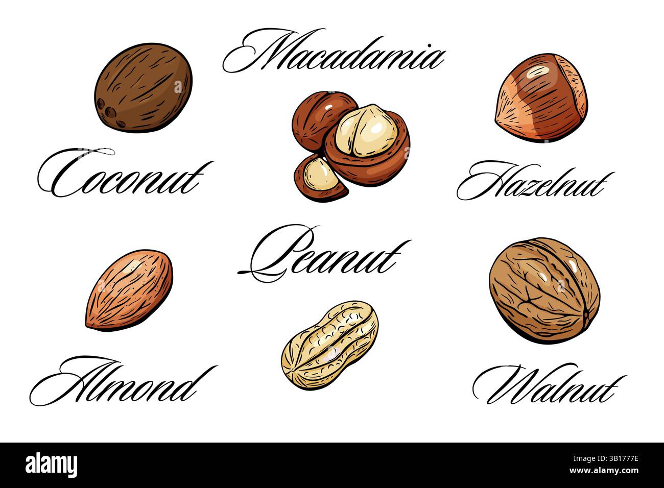 Colorful vector drawing of six different nuts with handwritten names ...