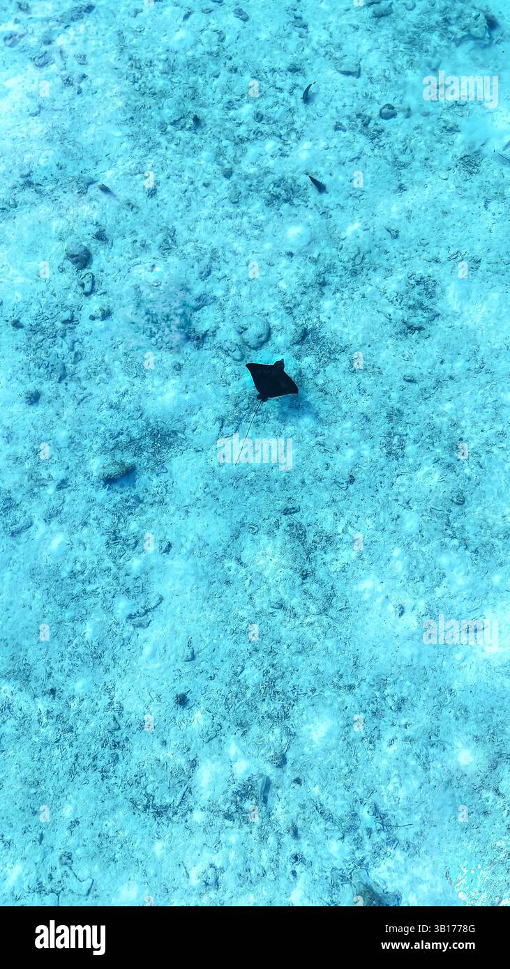 A single stingray glides over the sandy sea bottom in crystal clear ...