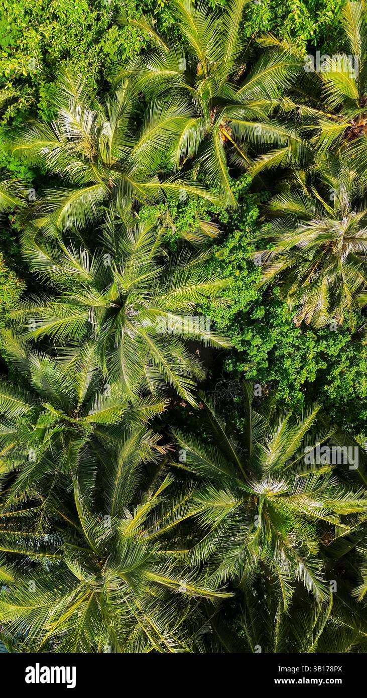 Top down view of dense green palm trees with shadows in tropical jungle ...