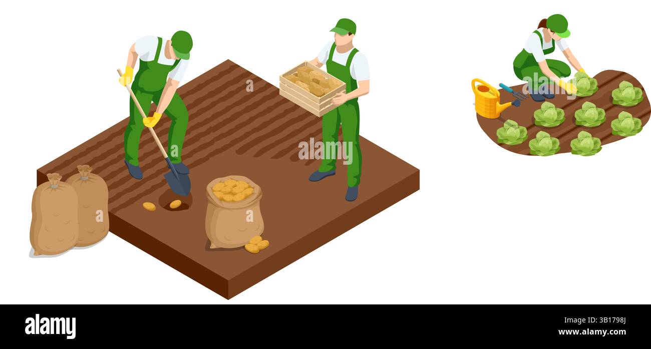 Agricultural cultivation. Two male farmers dig and harvest potatoes ...