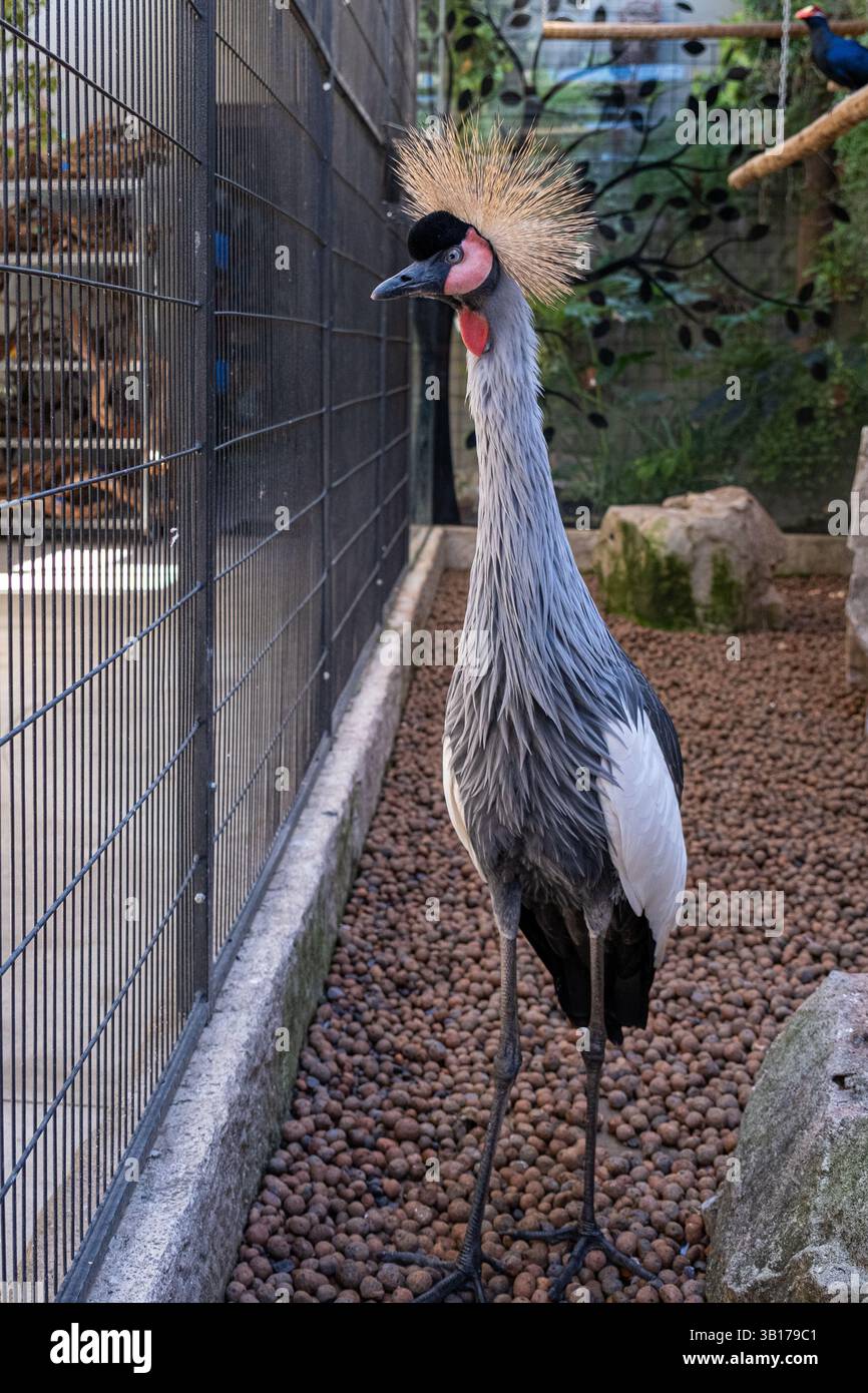 A beautiful crowned crane, curious and with an elongated body Stock ...
