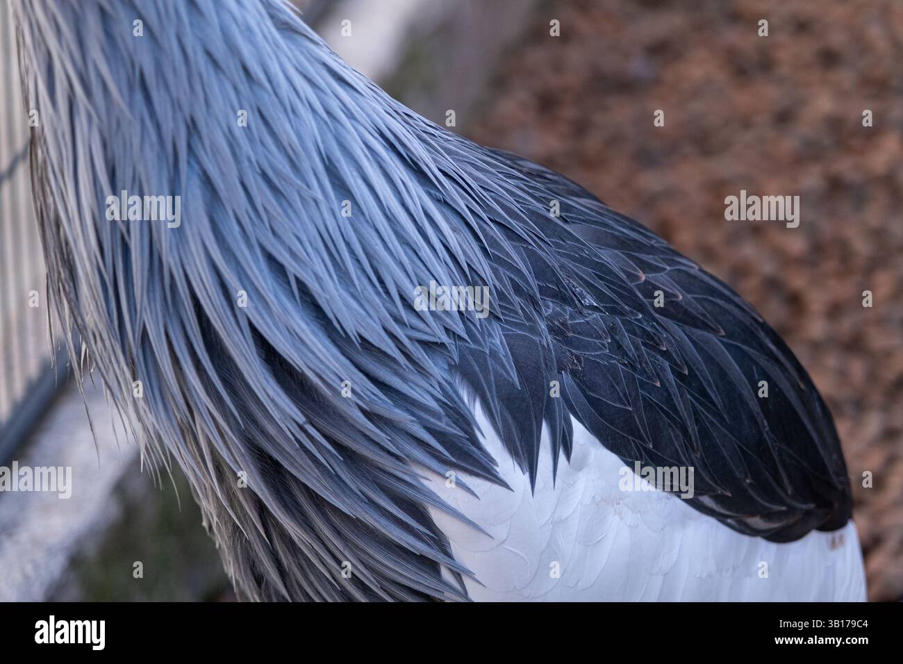 Close-up of a crowned crane's feathers showing their texture Stock Photo - Alamy