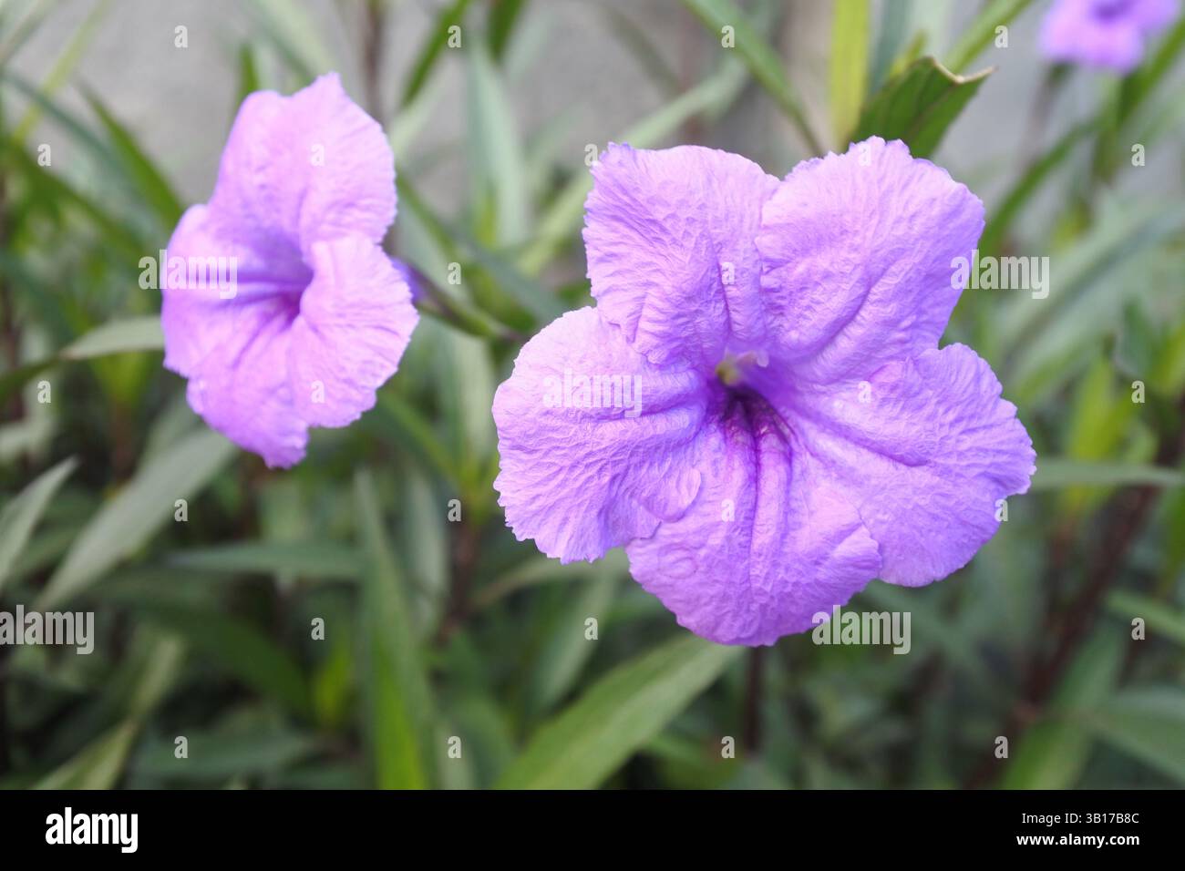 Wild purple kentana, also known as Pletekan, is a shrub that has blue ...