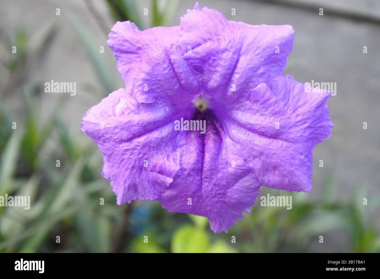 Wild purple kentana, also known as Pletekan, is a shrub that has blue ...