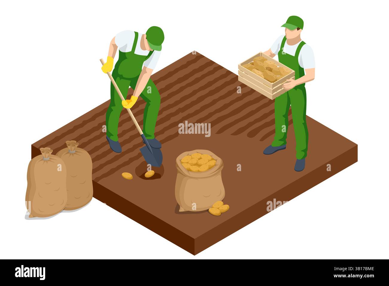 Agricultural cultivation. Two male farmers dig and harvest potatoes ...