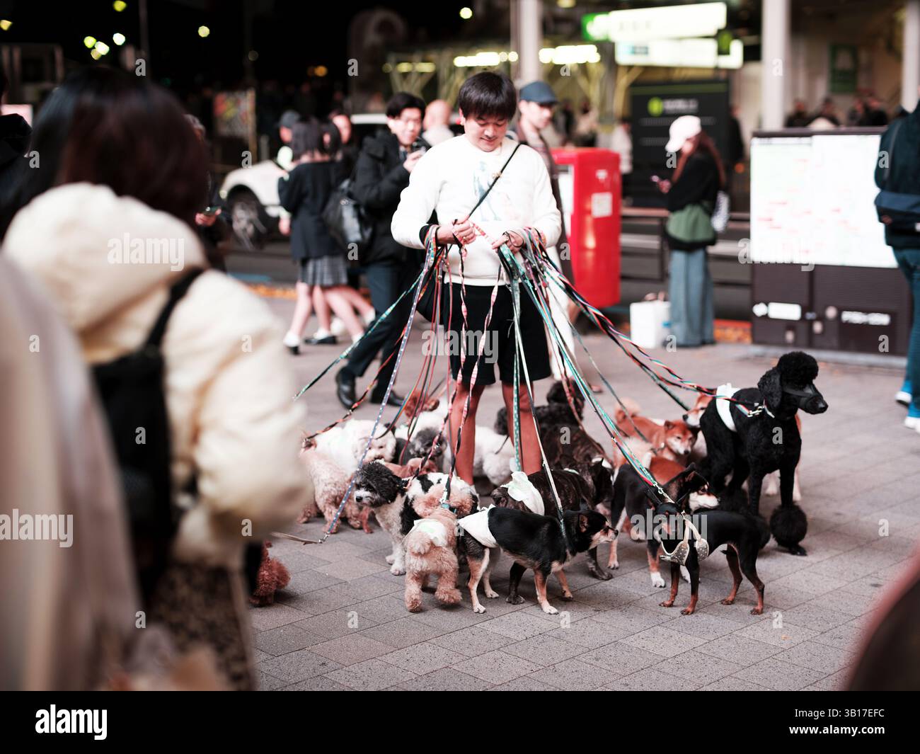 Man Walking Multiple Dogs on Busy Street in Tokyo Japan Urban Pet ...