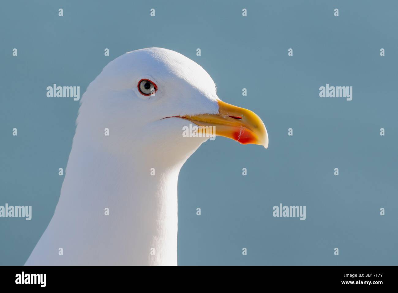 A close-up of a seagull reveals its sharp gaze and bright yellow beak ...