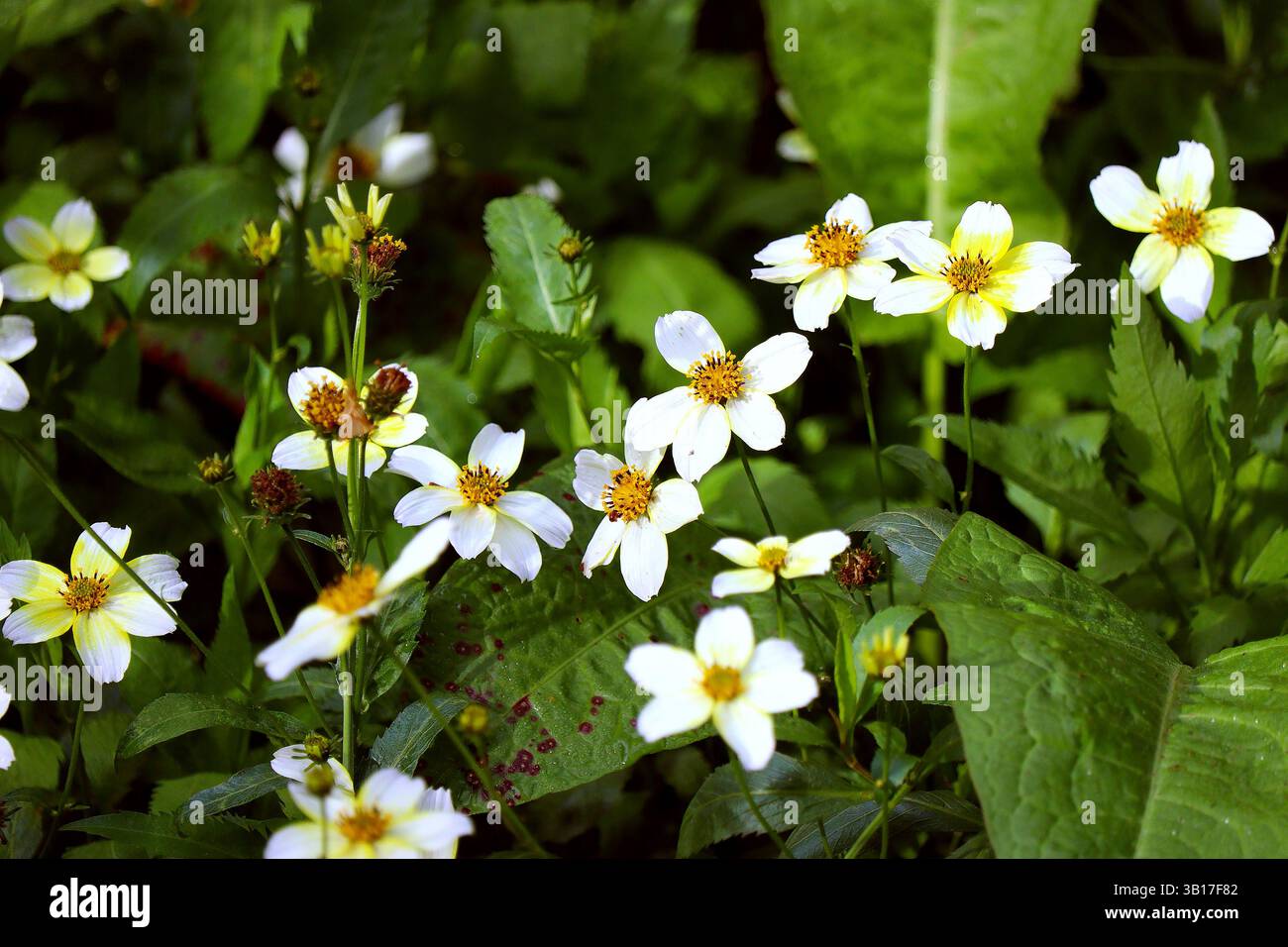 Fast-growing and fast-spreading weed Spanish needles (Bidens alba ...