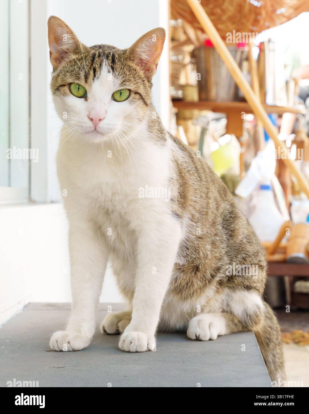Grey tabby cat striking green hi-res stock photography and images - Alamy