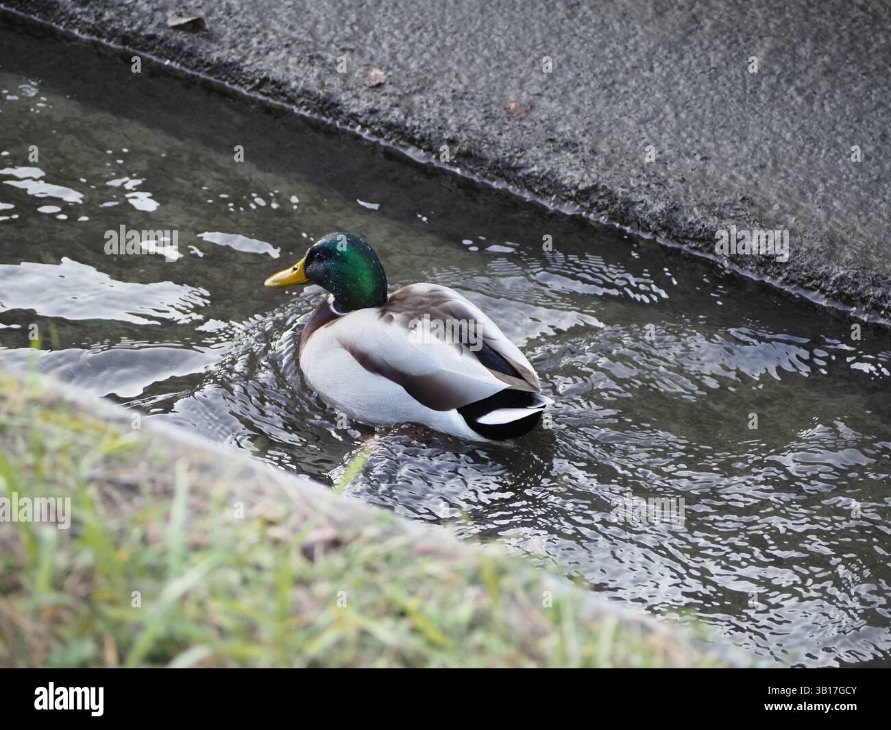 female mallard aka wild duck scientific name Anas platyrhynchos of ...