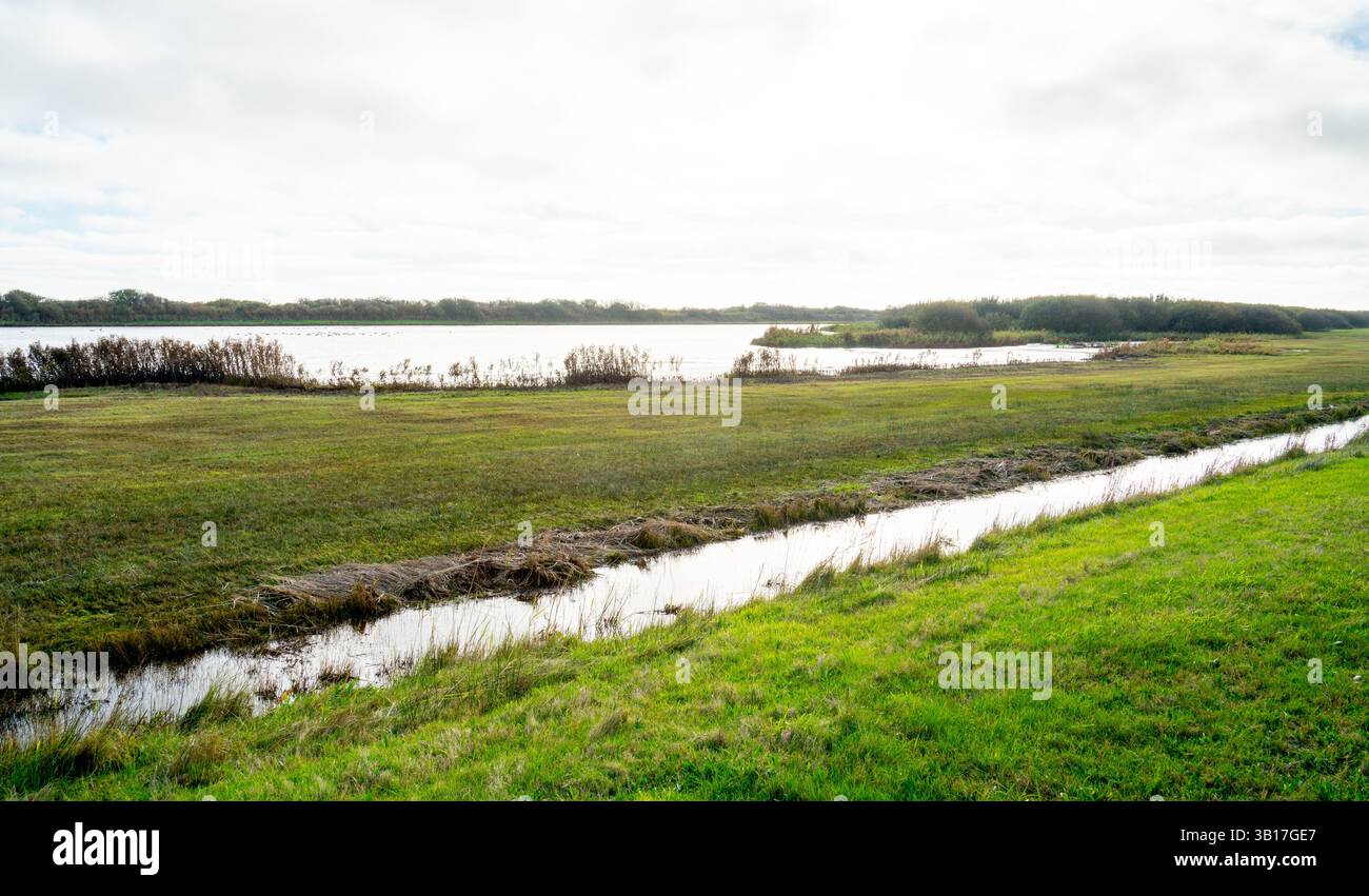 Nature reserve at the coast of the Wadden sea on Vlieland island ...