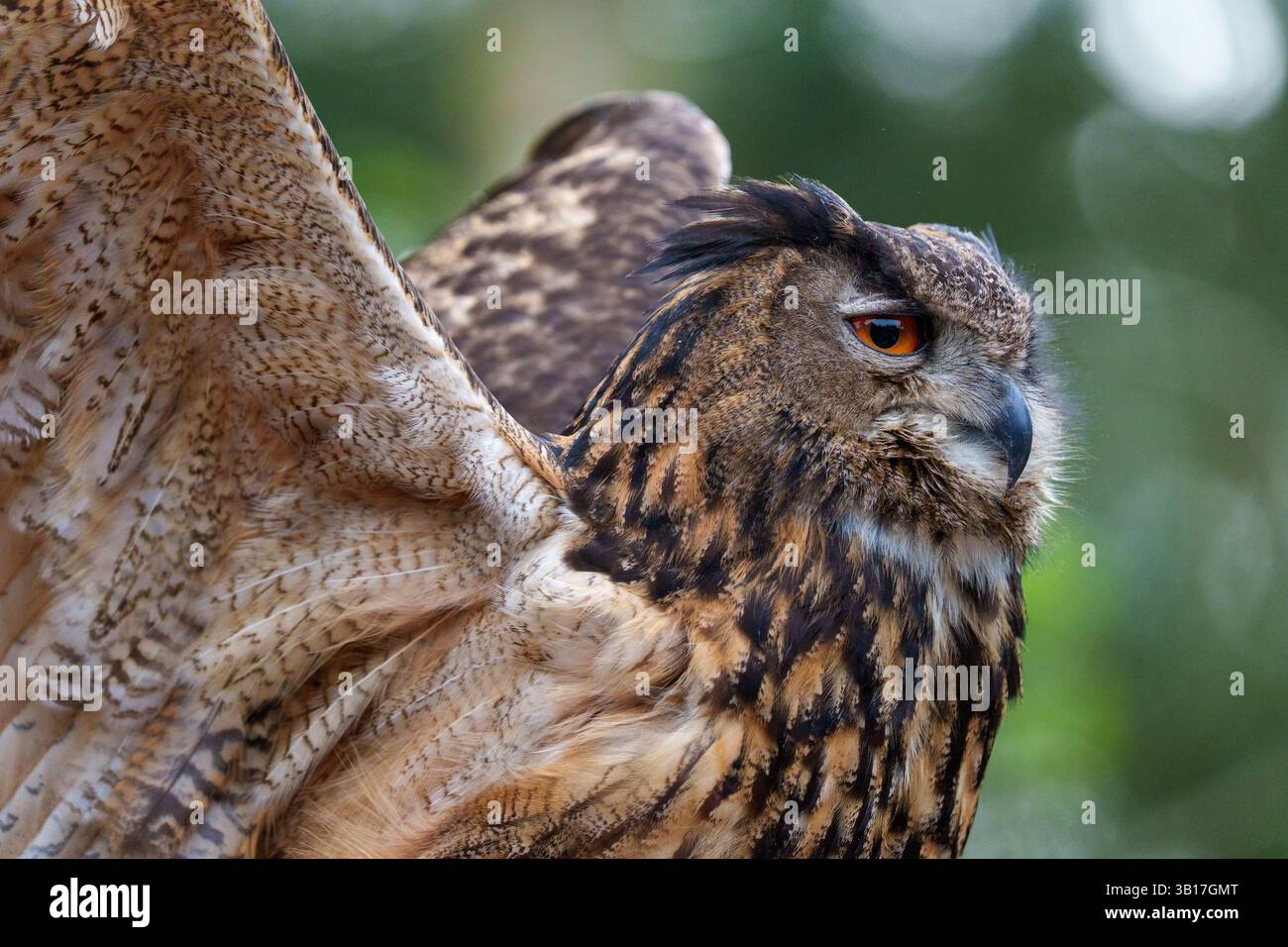 Majestic spotted eagle owl hi-res stock photography and images - Alamy