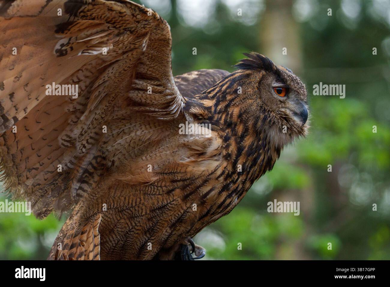 A majestic Eurasian eagle-owl (Bubo bubo) extends its wings, displaying ...
