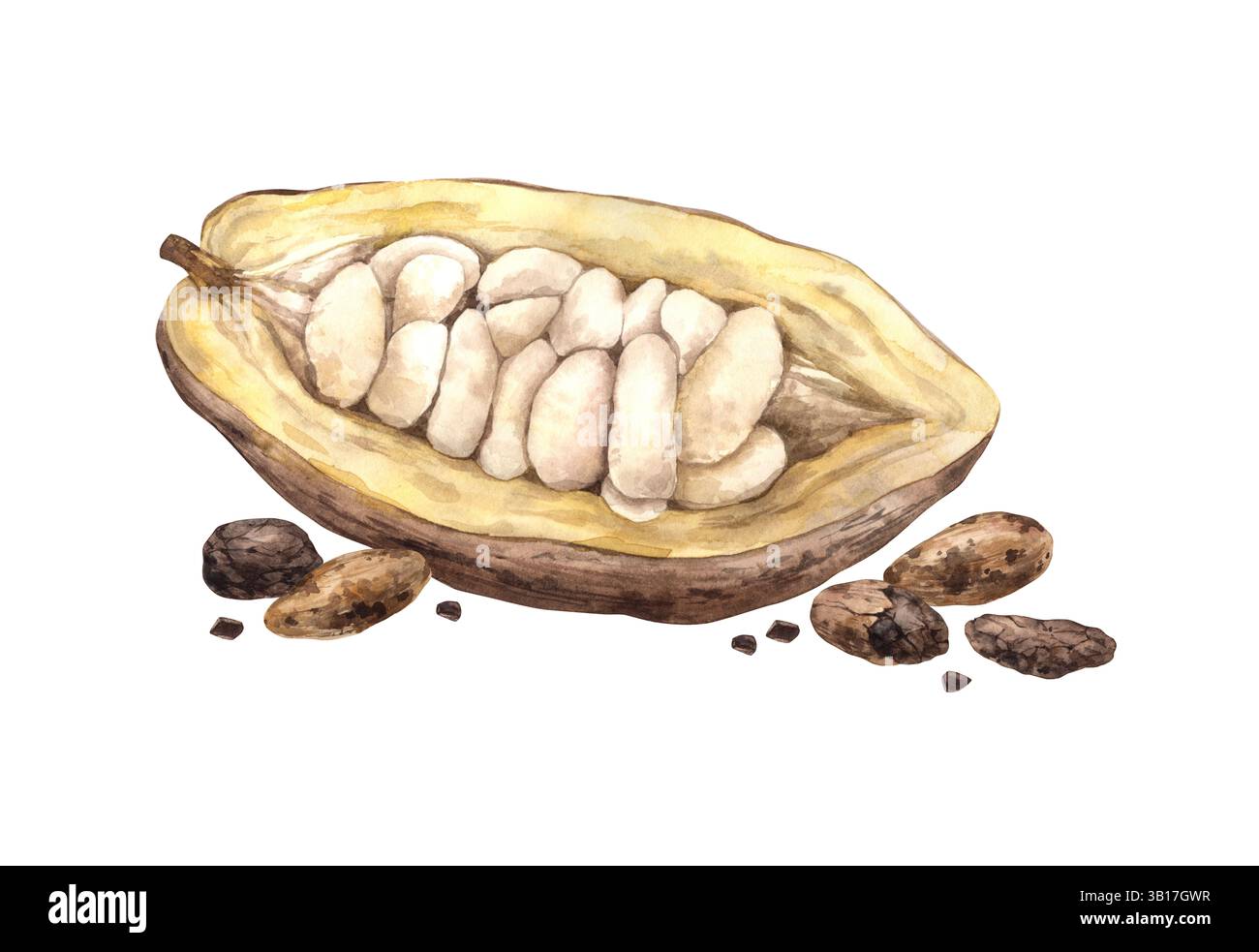 Brown cocoa bean with yellow pulp and seeds of ripe cocoa fruit. Hand ...