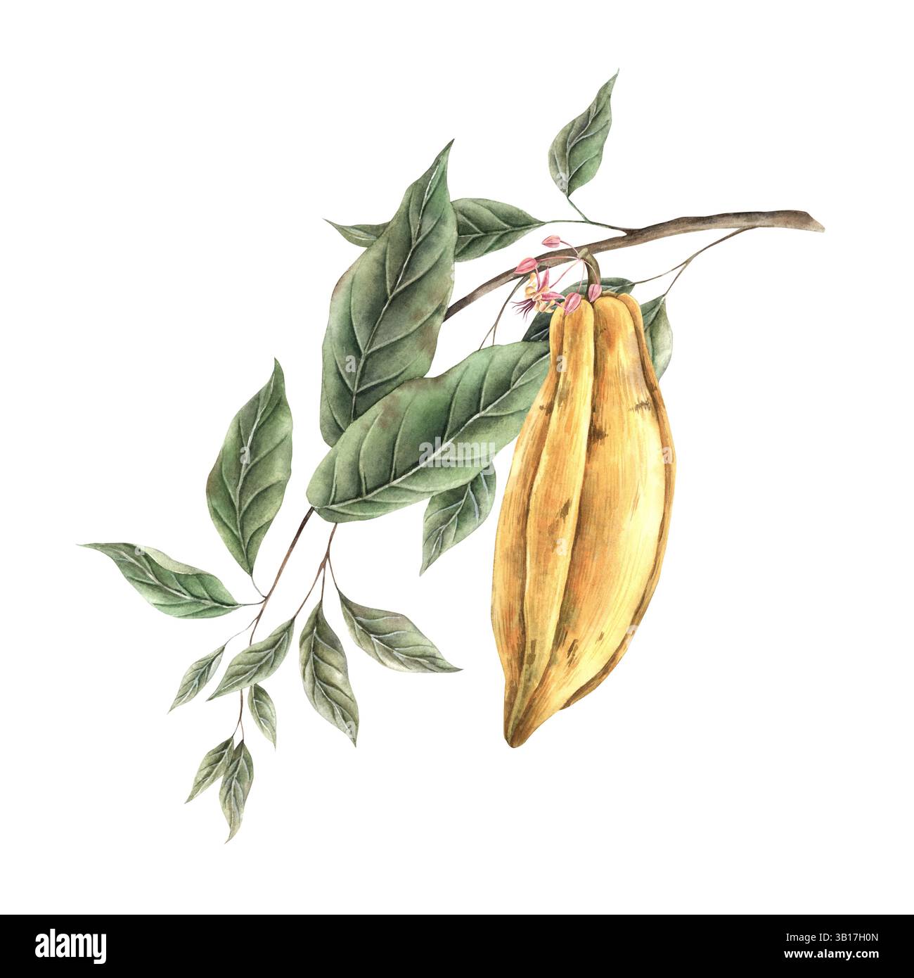 Branch of cocoa tree with green leaves and yellow cocoa fruit. Hand ...