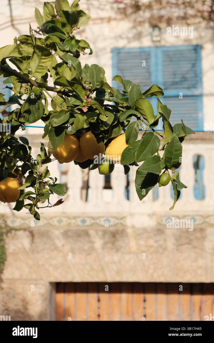 Lemon tree full of ripe fruit in front of a traditional Mediterranean ...
