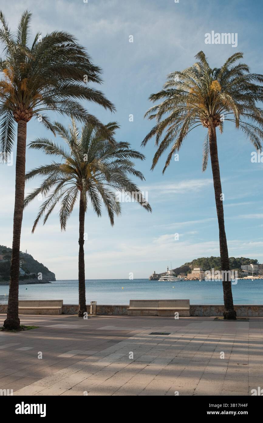 Row of tall palm trees along the waterfront promenade in Mallorca ...