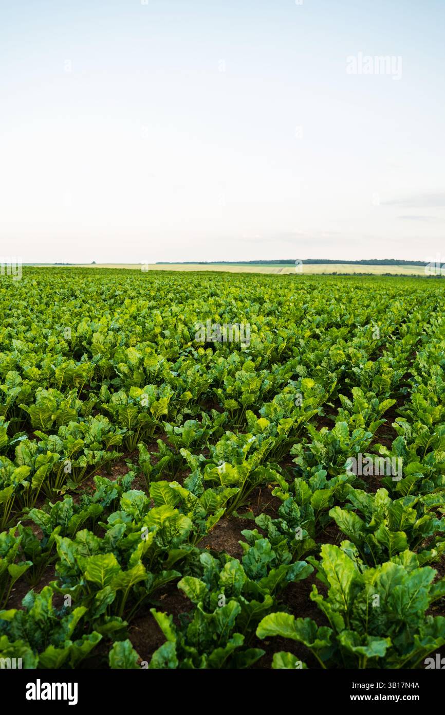 Perfect spacing hi-res stock photography and images - Alamy