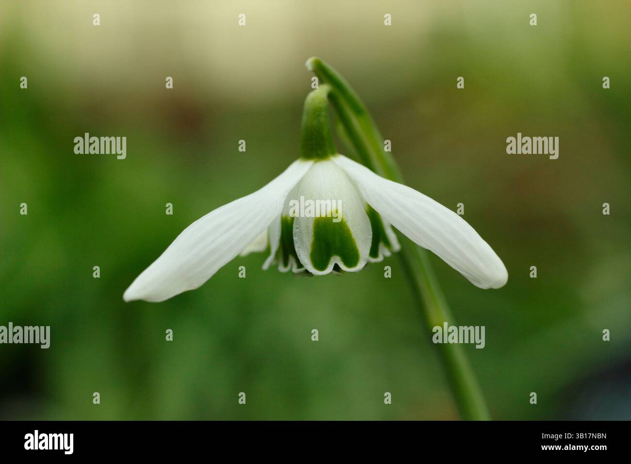 Hippolyta hi-res stock photography and images - Alamy