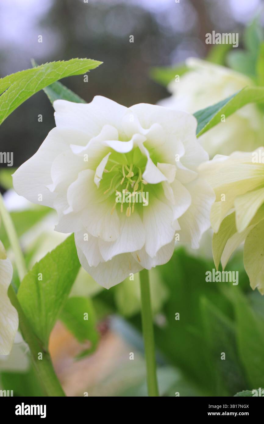 Hellebore Harvington double white. Helleborus × hybridus Harvington ...