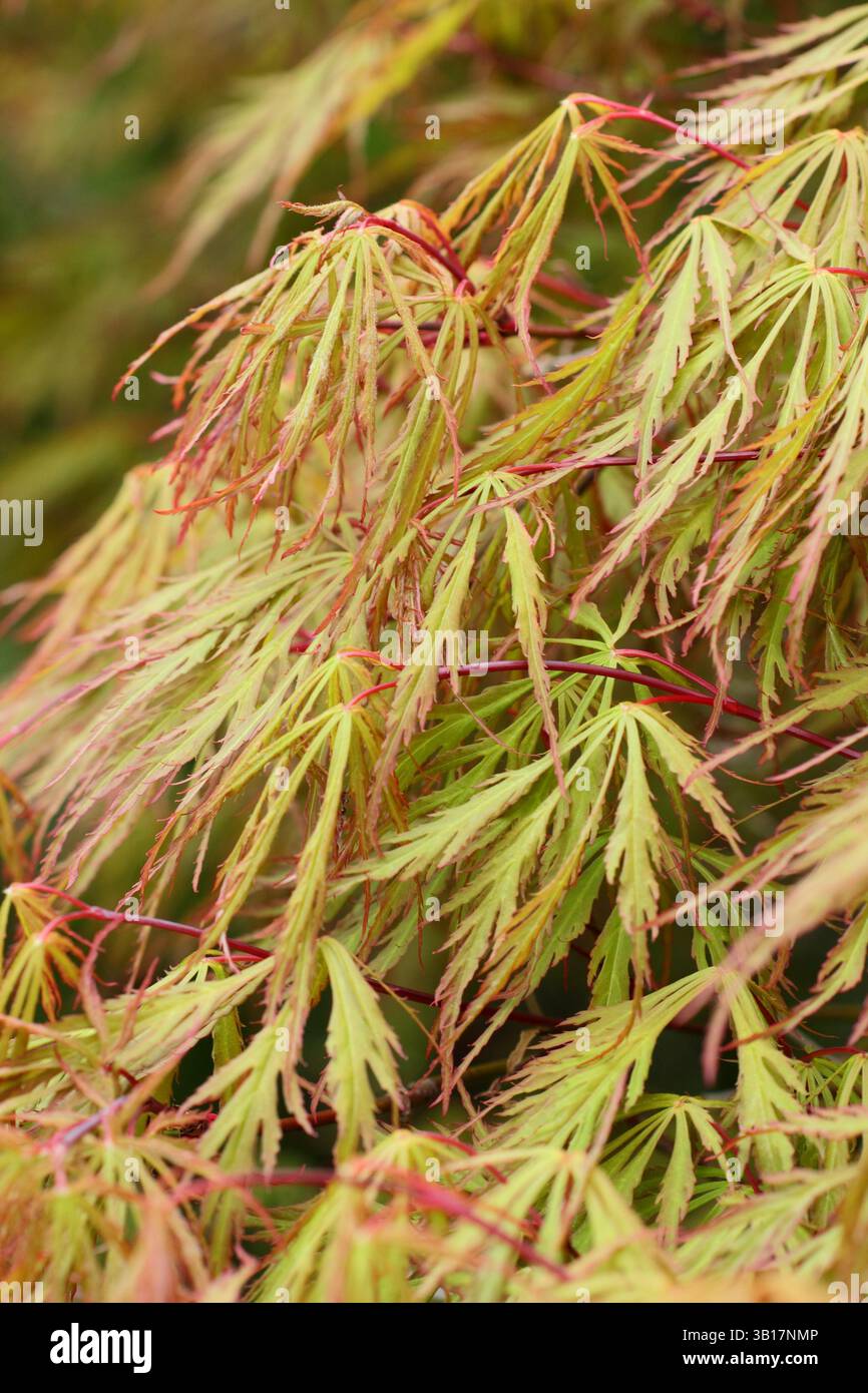 Acer palmatum dissectum flavescens japanese maple hi-res stock ...