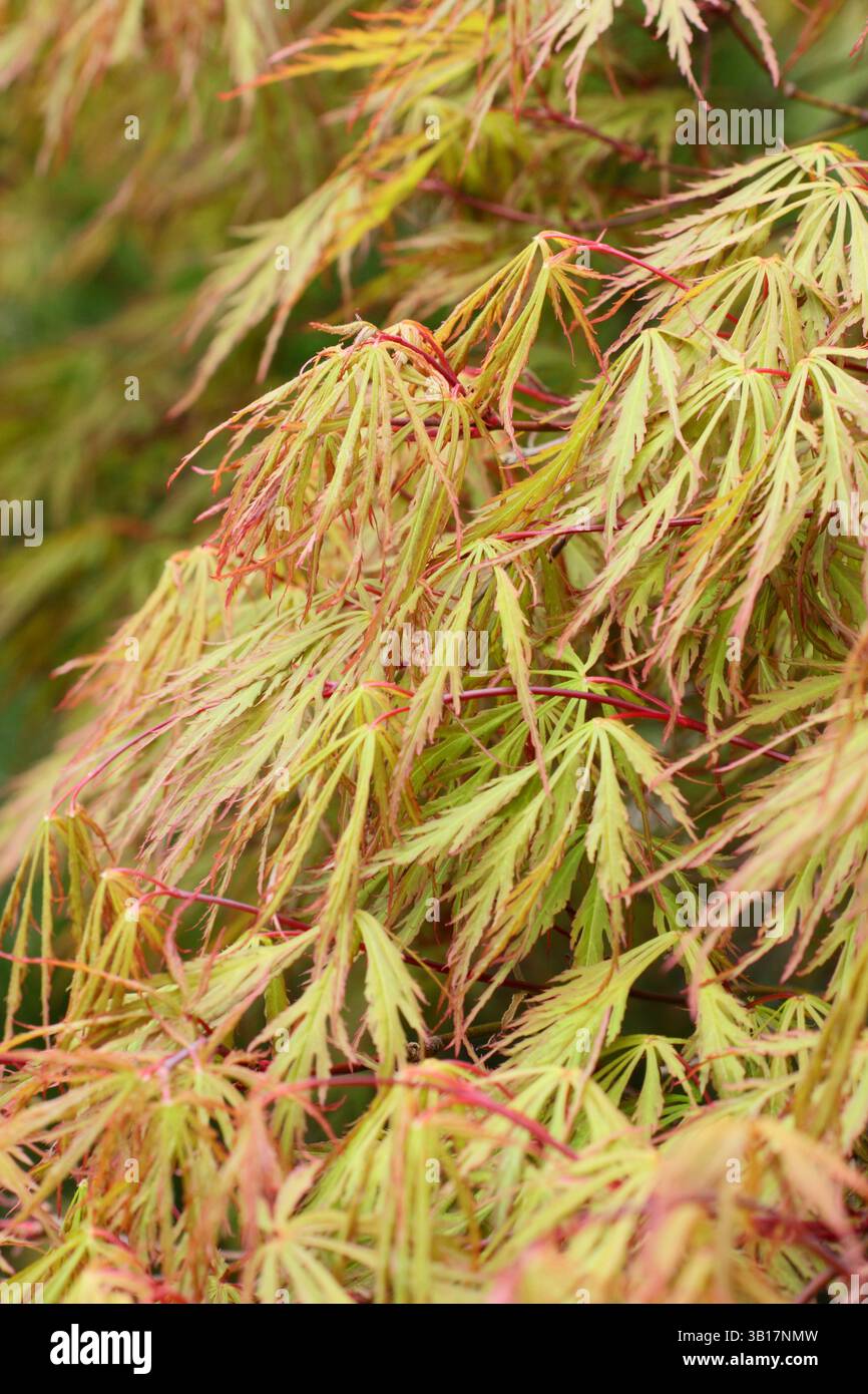 Acer palmatum dissectum flavescens japanese maple hi-res stock ...