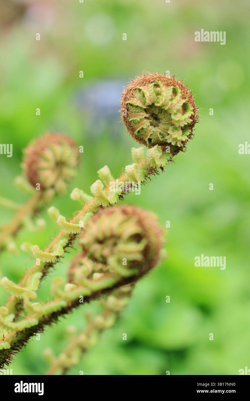 Shede plant hi-res stock photography and images - Alamy