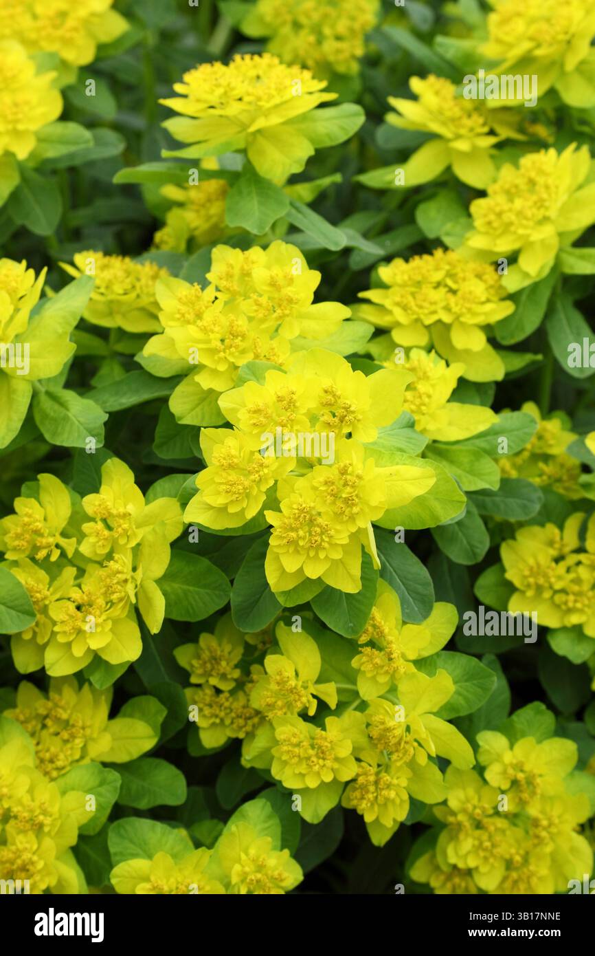Cushion spurge euphorbia polychroma hi-res stock photography and images ...