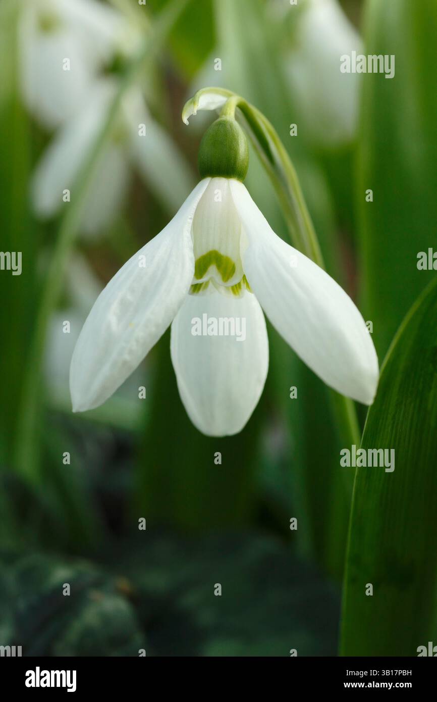 Galanthus elwesii Marjorie Brown greater snowdrop displaying long outer ...