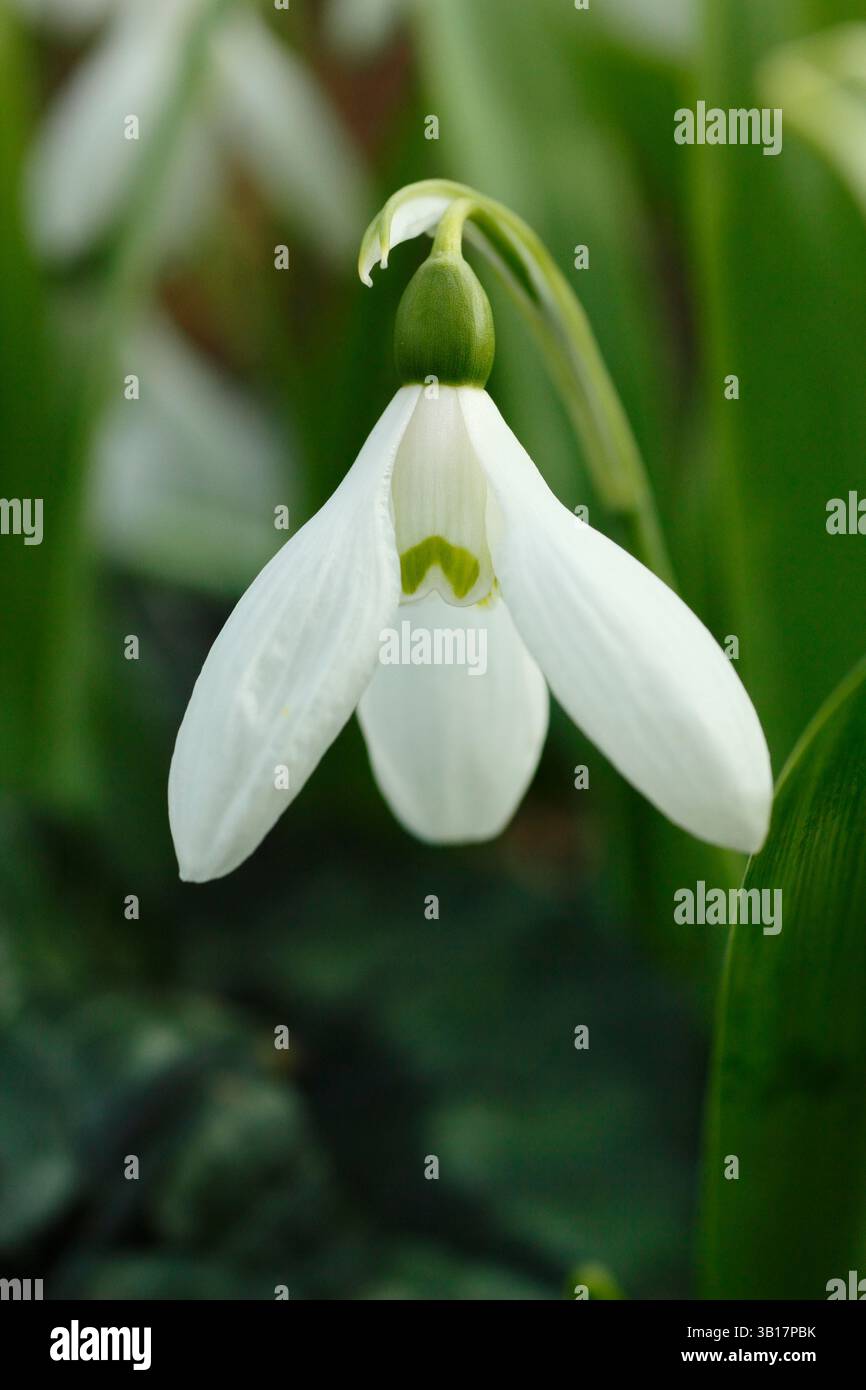 Galanthus elwesii Marjorie Brown greater snowdrop displaying long outer ...