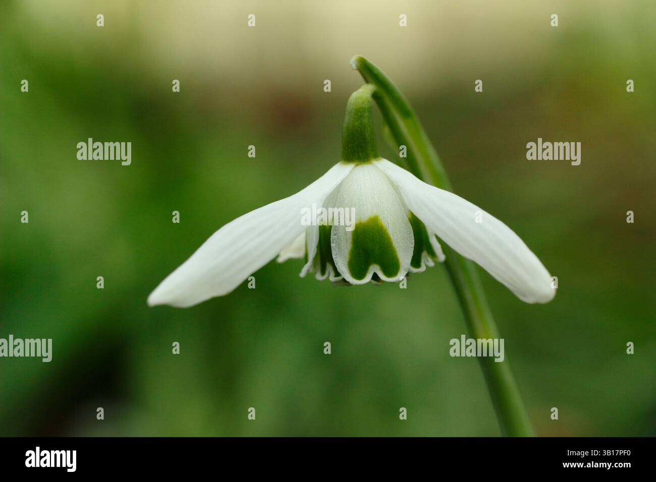 Hippolyta hi-res stock photography and images - Alamy